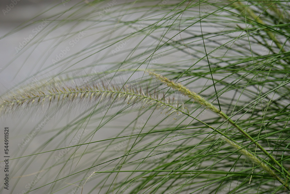 Pampass Grass (Also called Alang-alang, bunga kemoceng) in the garden ...
