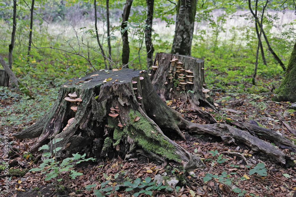 Foto de Two stumps in the forest are the result of trees cut down by ...