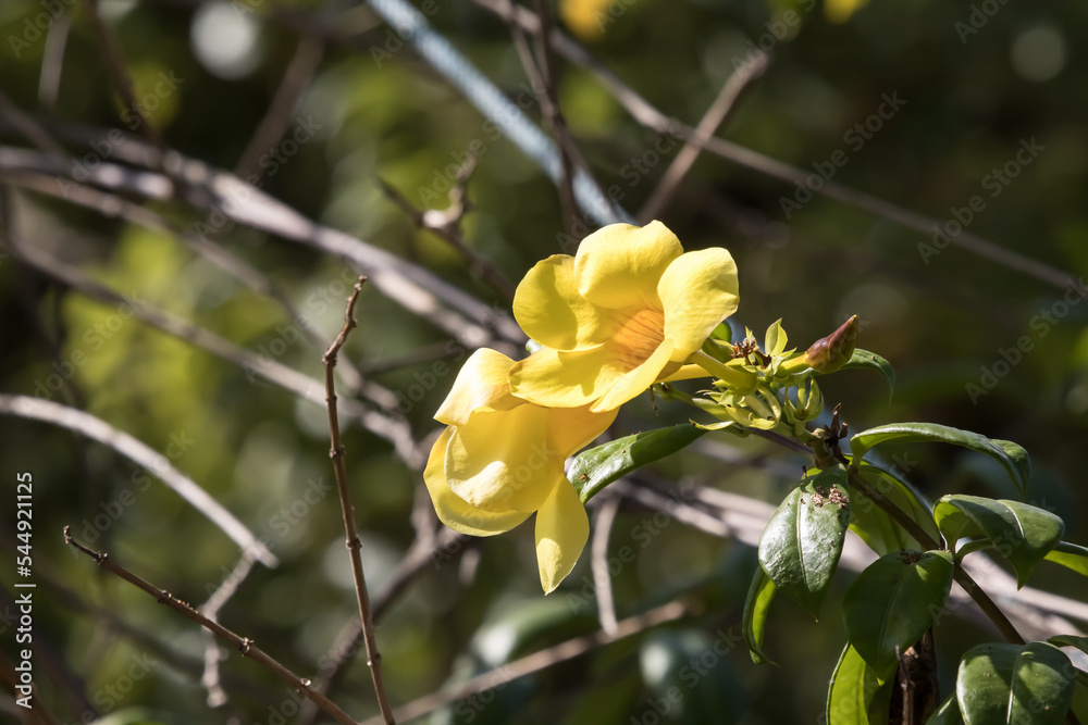 The Allamanda Leaf