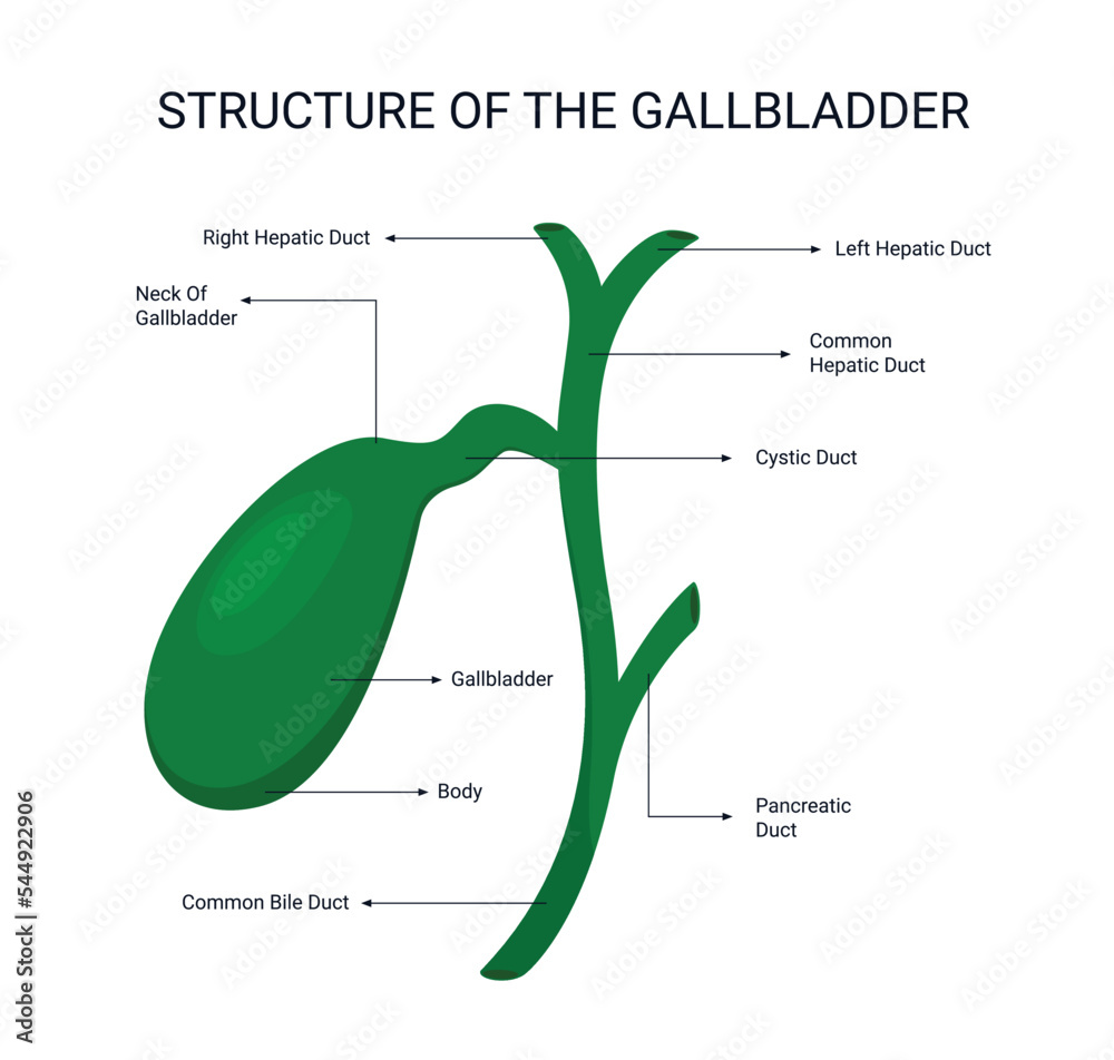 Structure of the Gallbladder, human organ, illustration organ details ...