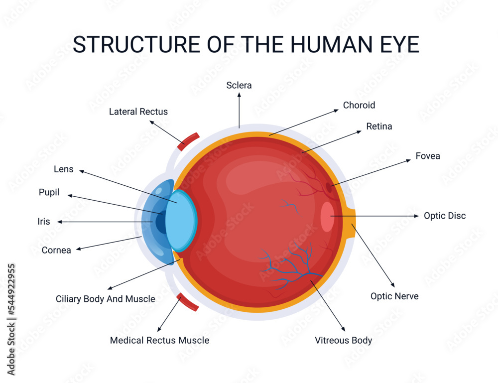 Structure of the human eye, human organ, illustration organ details ...