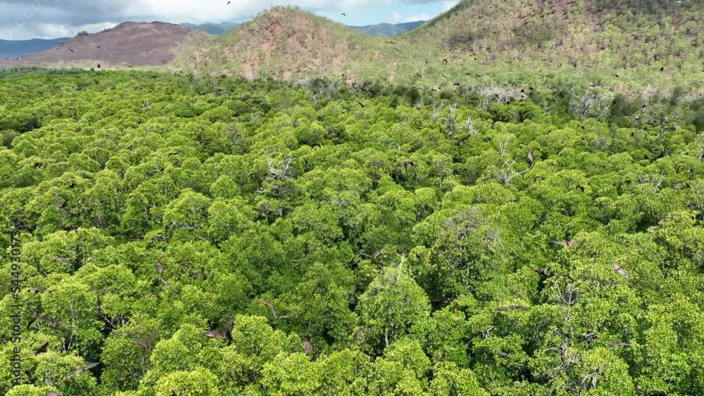 Vidéo Stock Sunda flying foxes, Acerodon mackloti, fly over the canopy ...