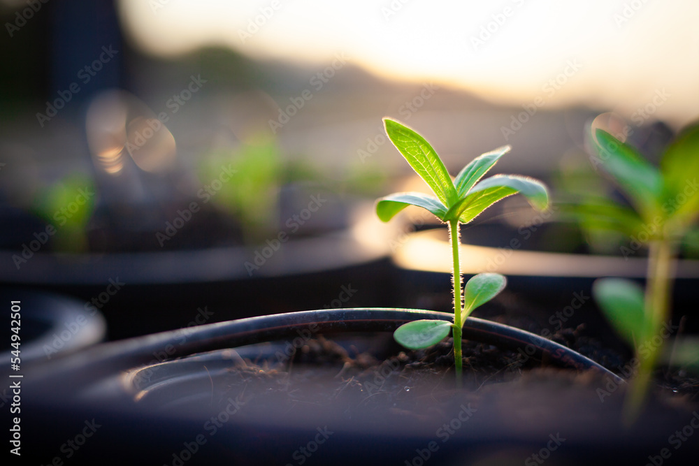 Green seedlings growing in the drip system. Small sapling. World ...