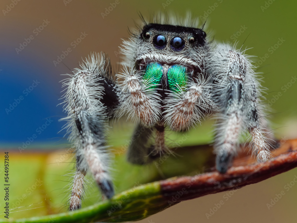 Phidippus Regius
