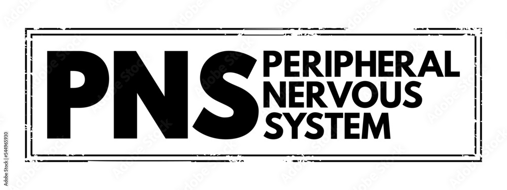 PNS Peripheral Nervous System - responsible for relaying information ... PNS Peripheral Nervous System - responsible for relaying information ...