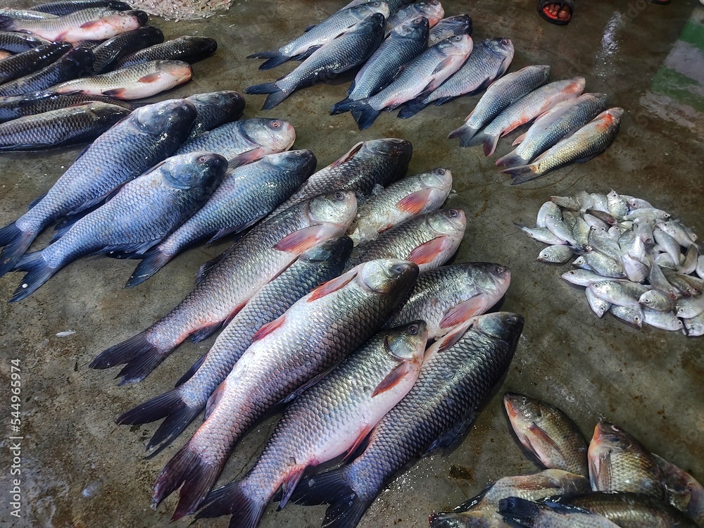 huge catch of rohu carp fish in indian fish market for sale HD Stock ...