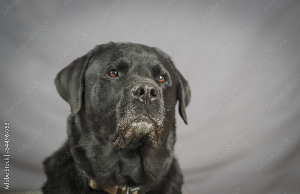 Rottweiler Yellow Lab Mix