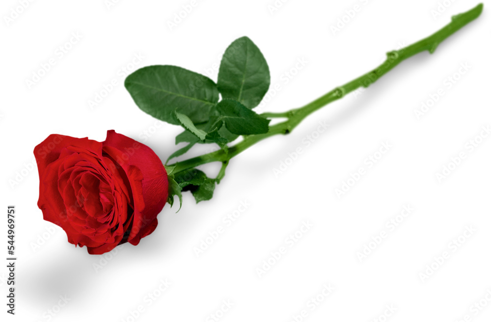 Red Rose with Green Stem Stock Photo | Adobe Stock