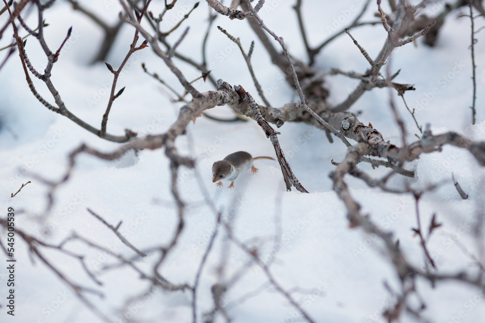 Tiny shrew (Sorex) on the snow among the branches of the bushes. A ...