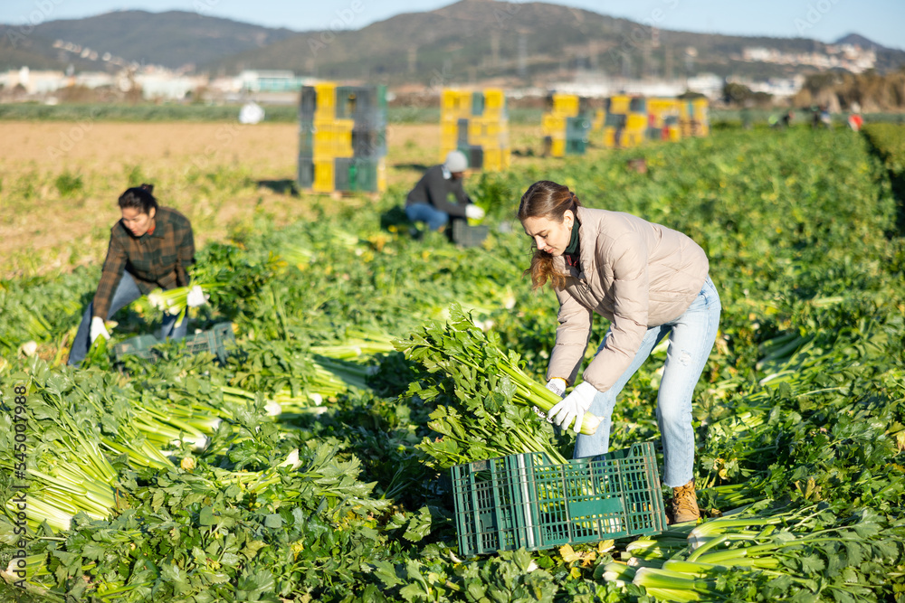 Harvest Field Workers