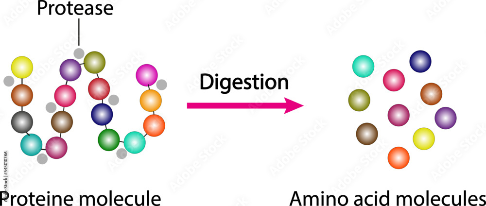 Scientific conception of protein digestion. Effect of protease enzyme ...