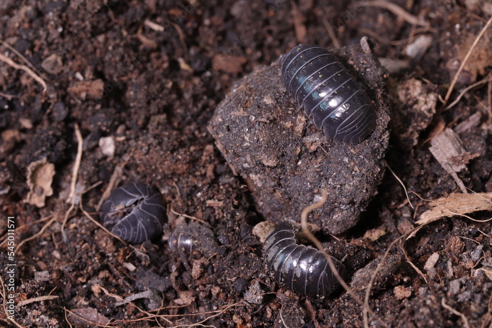 Tatu Bolinha / Tatuzinho de Jardim / Armadillo Ball / Garden Armadillo ...