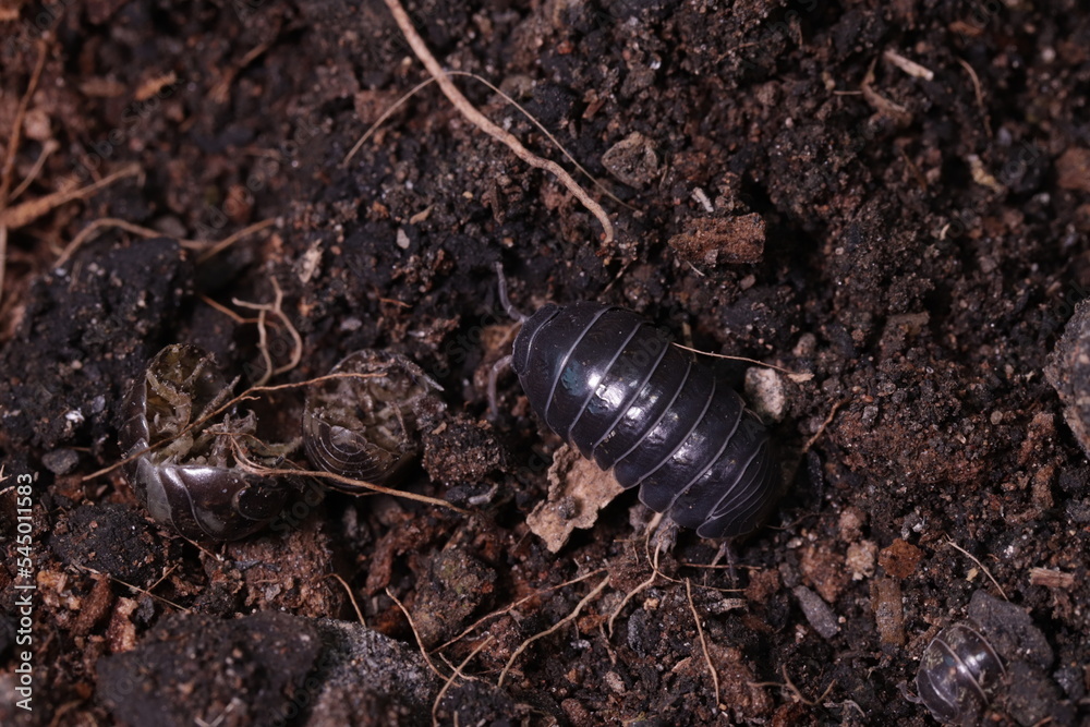 Tatu Bolinha / Tatuzinho de Jardim / Armadillo Ball / Garden Armadillo ...