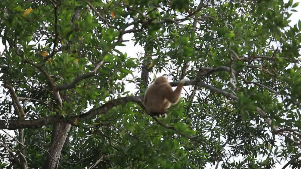 Gibbons are in the phylum of vertebrates. Primates are tailless apes ...