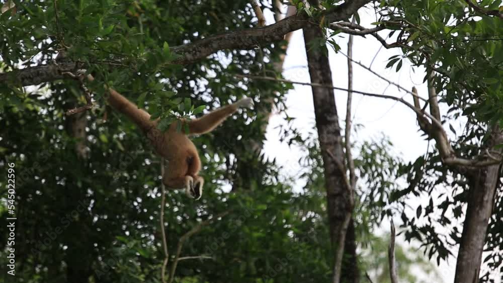 Gibbons are in the phylum of vertebrates. Primates are tailless apes ...