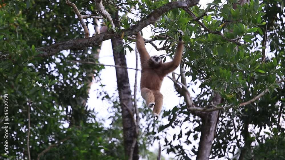 Gibbons are in the phylum of vertebrates. Primates are tailless apes ...