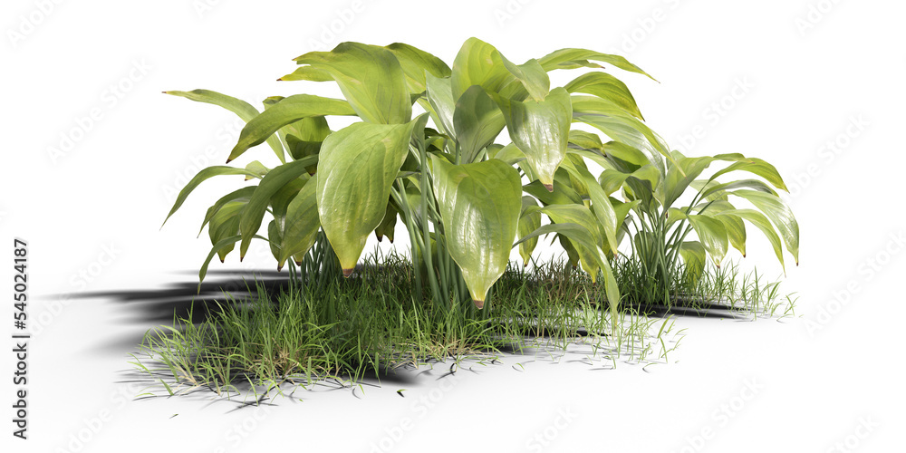 3d illustration of garden plants isolated on transparent background via ...