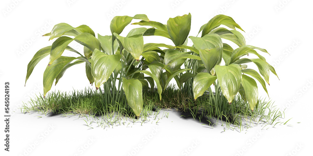 3d illustration of garden plants isolated on transparent background via ...