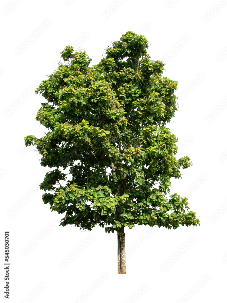 Isolated Tree on transparent background ,Suitable for use in landscape ...