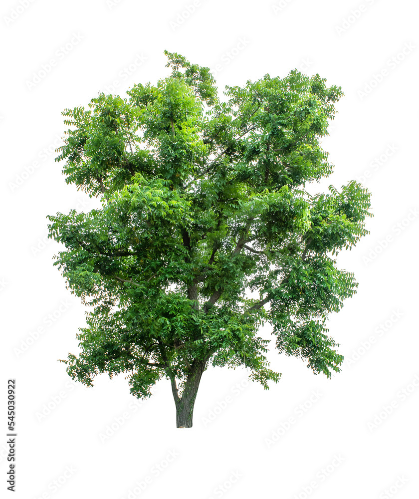 Isolated Tree on transparent background ,Suitable for use in landscape ...