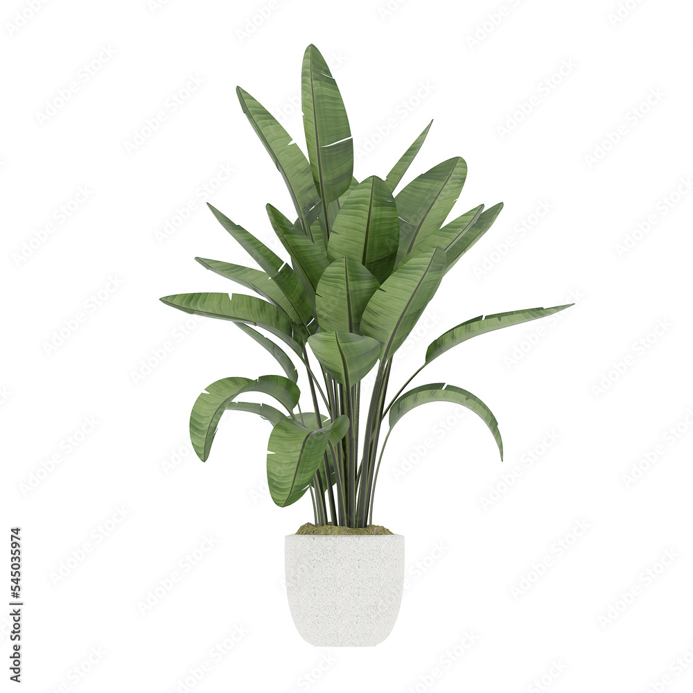 Plant, Plant PNG, Download Plant Transparent Background Stock ...
