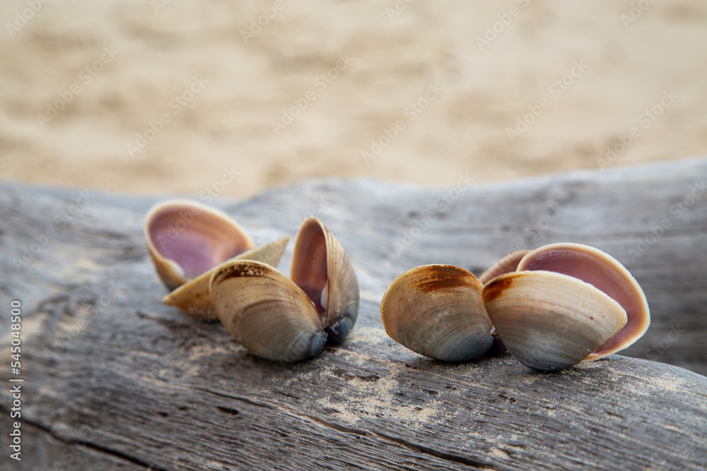 Clam shells collected on a beach and placed on driftwood. Stock Photo ...