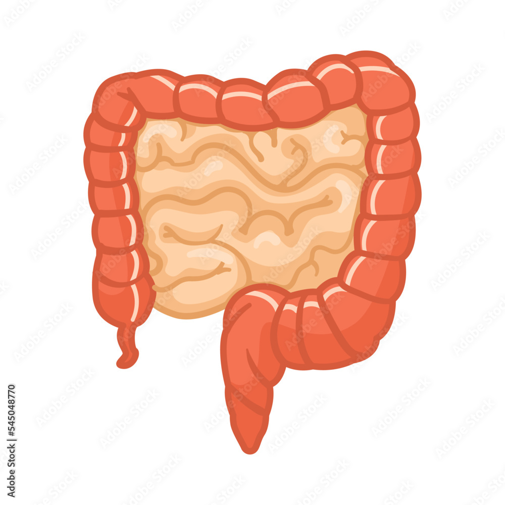 Bowel and colon of female body vector illustration. Internal human ...