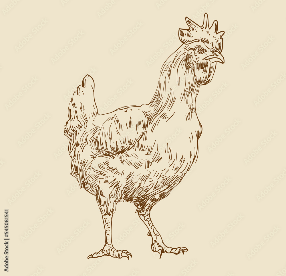 hand drawing assorted chickens vector illustration clip art Stock ...