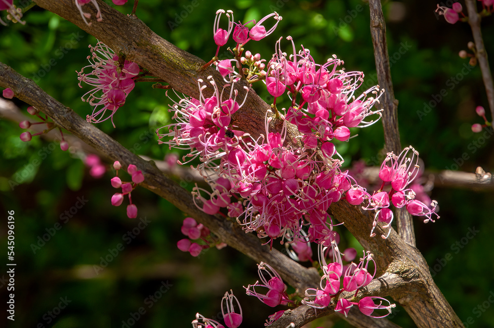 Sydney Australia, pink flowers of a native melicope rubra or little ...