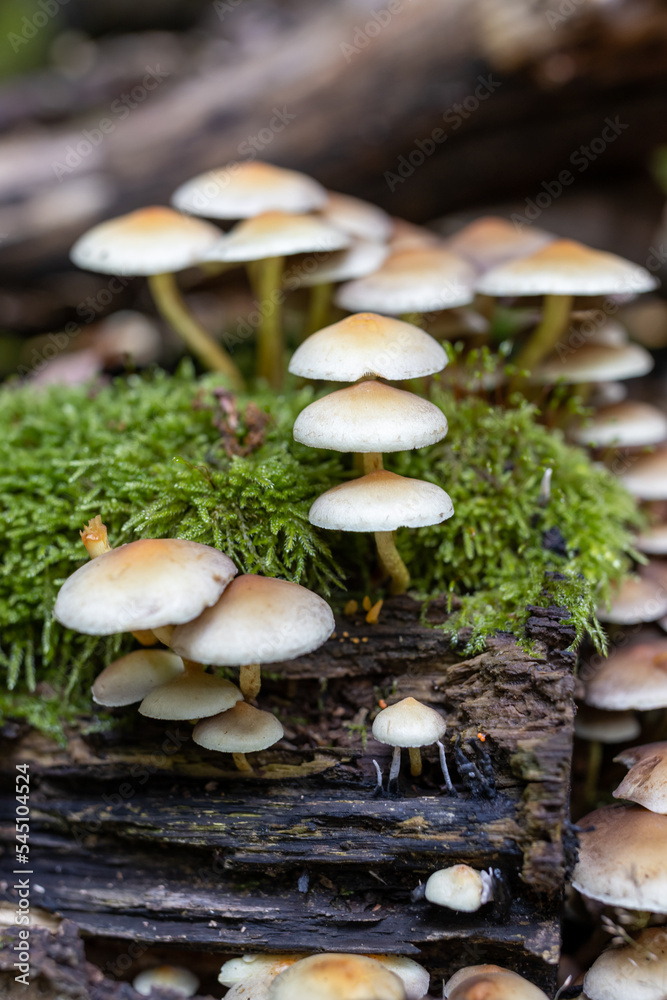 Golden Teacher Psilocybe Cubensis Magic Mushrooms Stock Photo | Adobe Stock