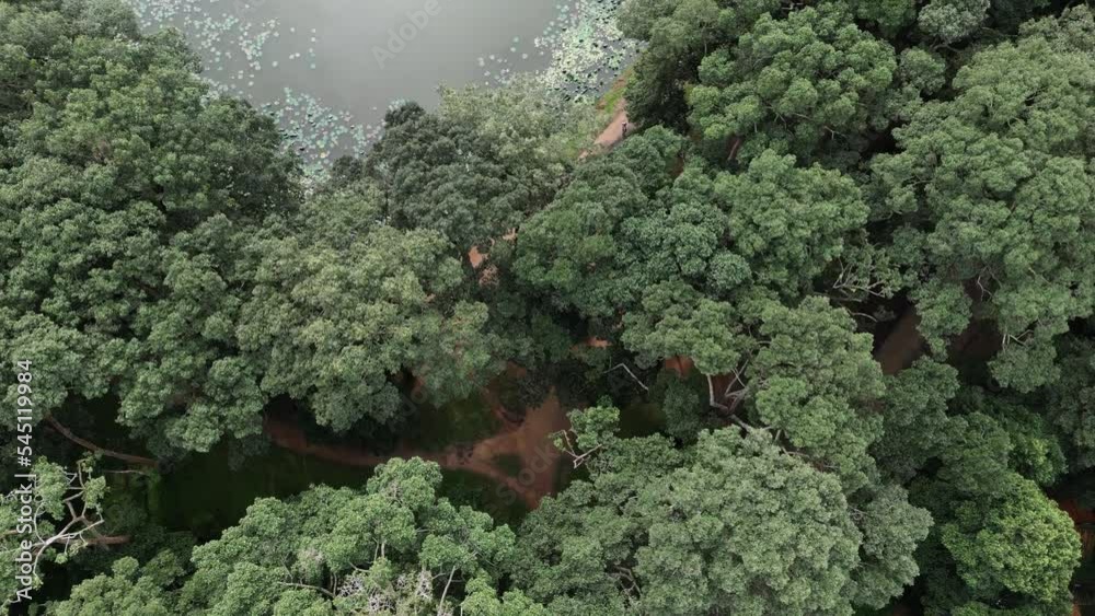 Drone footage above giant trees along the famous pond of "Ao Ba Om' in ...
