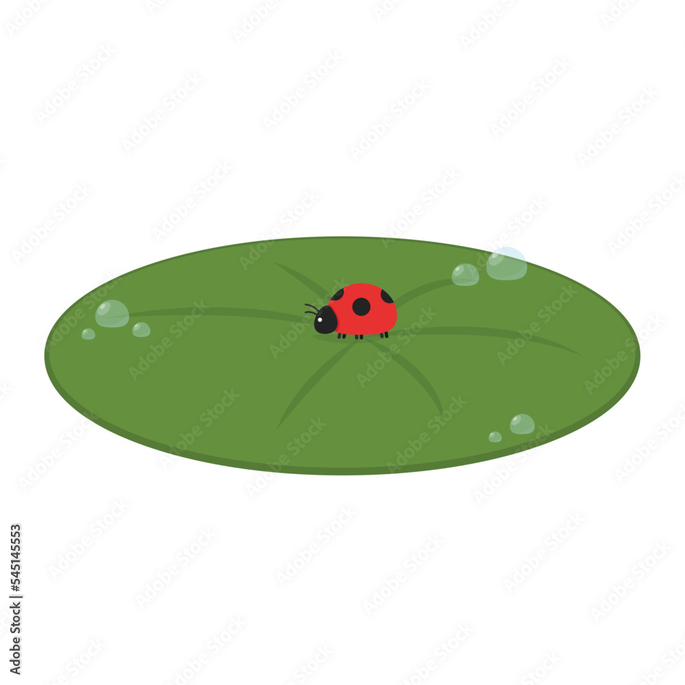Drop of water on Lily pad. Lily pad vector. wallpaper. ladybug on lotus ...