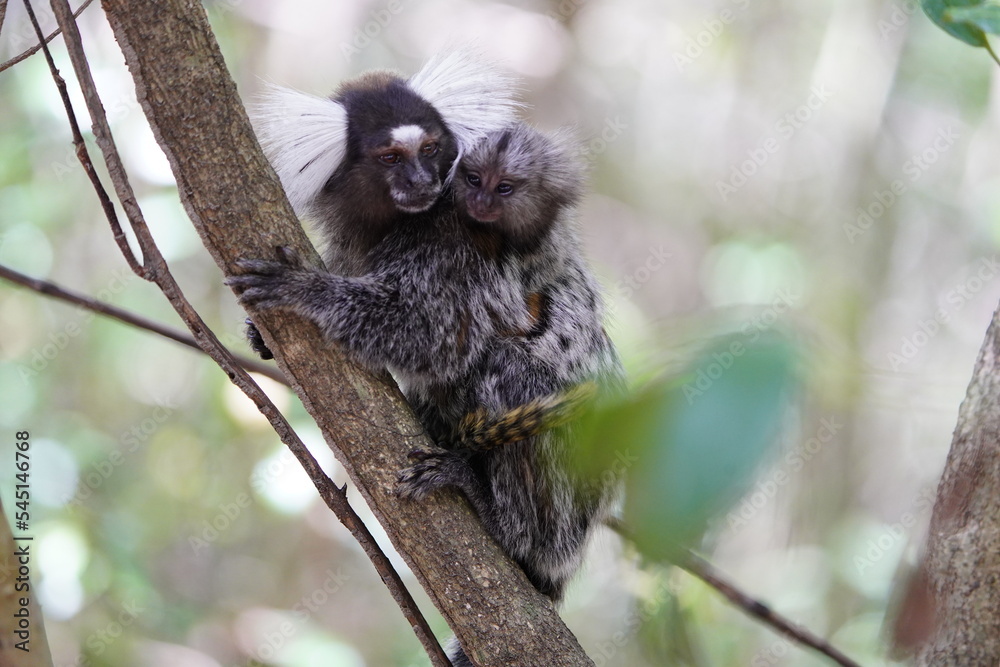 The Santarem marmoset (Mico humeralifer), also known as the black and ...