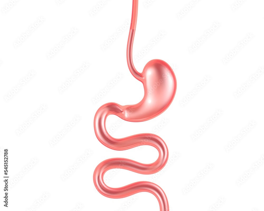 Transparent glass 3d illustration of the digestive system. Anatomy from ...