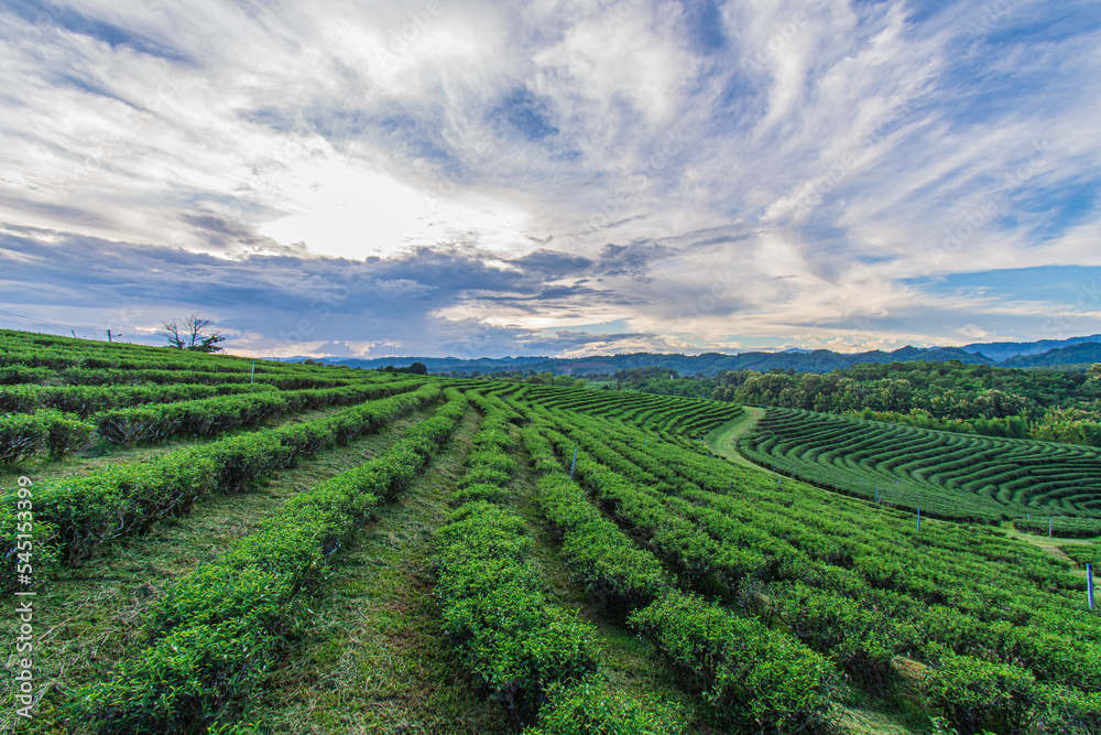 Beautiful Scenery Of Choui Fong Tea Plantation A Tourist Attraction In ...