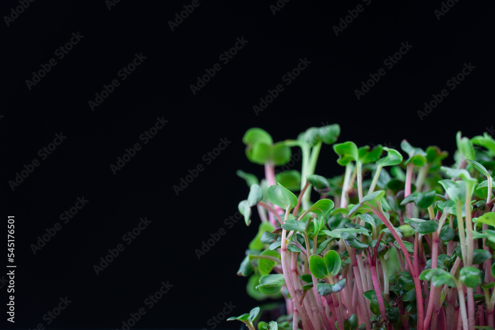 Radish microgreens birth on black background. Green micro plants ...