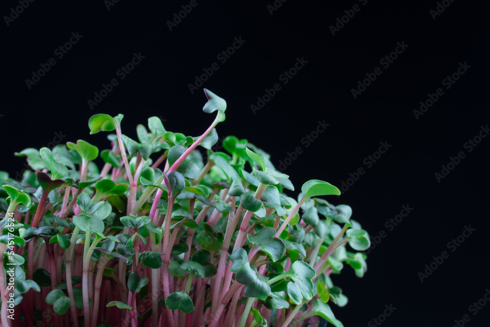 Radish microgreens birth on black background. Green micro plants ...