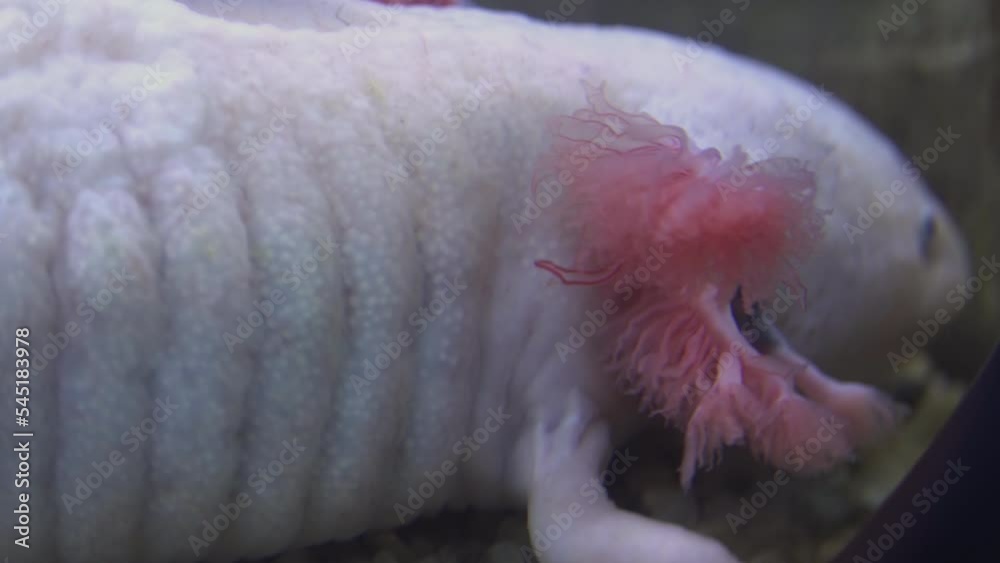 A specific feature of the Axolotl is the ability to regenerate its body ...