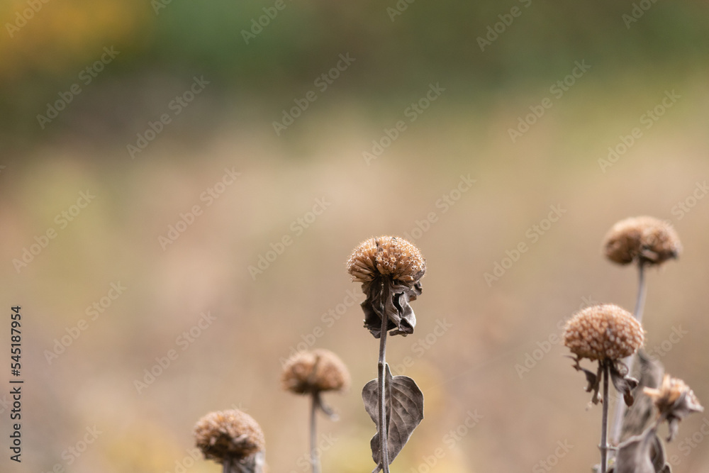 This is a picture of a wilting flower in a wildflower meadow. At this ...