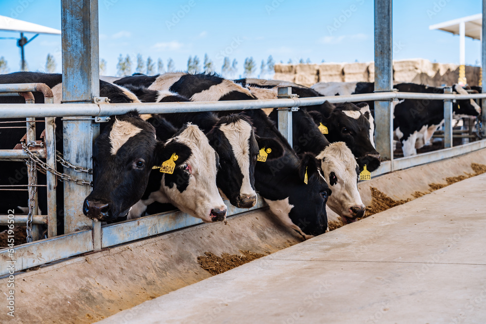 Dairy cows eating feed on a modern large scale cattle farm Stock Photo ...