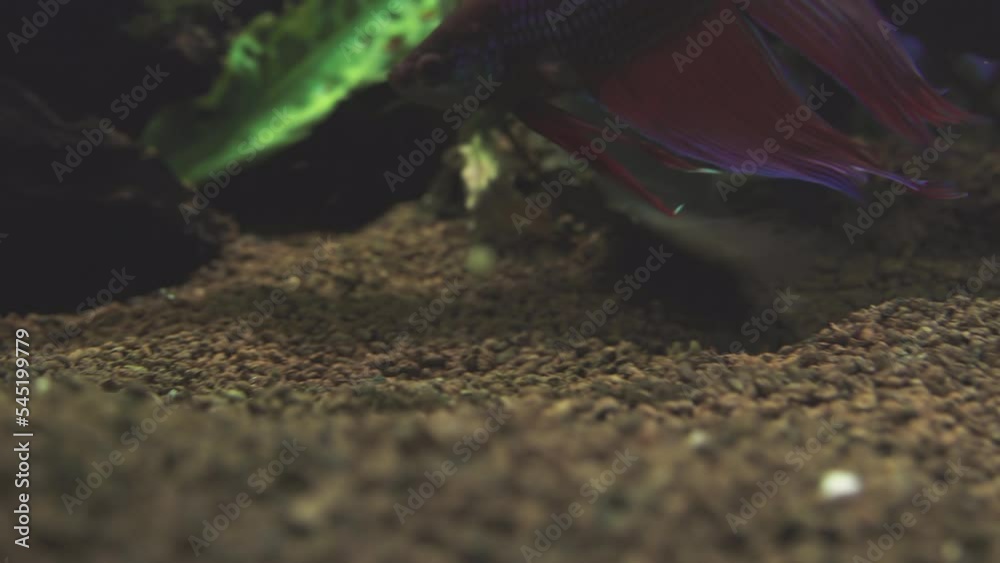 Vidéo Stock A fish bites a gray axolotl, it gets scared and looks for ...