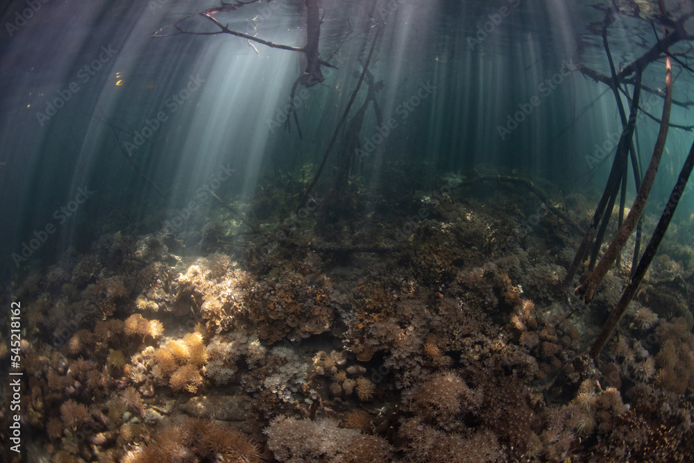 Beams of sunlight descend into the shadows of a healthy Indonesian ...