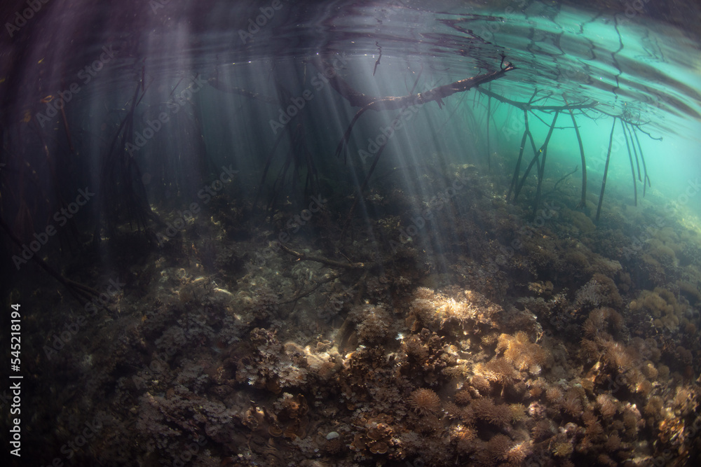 Beams of sunlight descend into the shadows of a healthy Indonesian ...