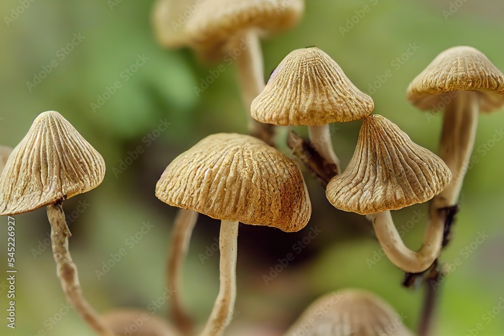 Psilocybe semilanceata is species of mushrooms of Strophariaceae family ...