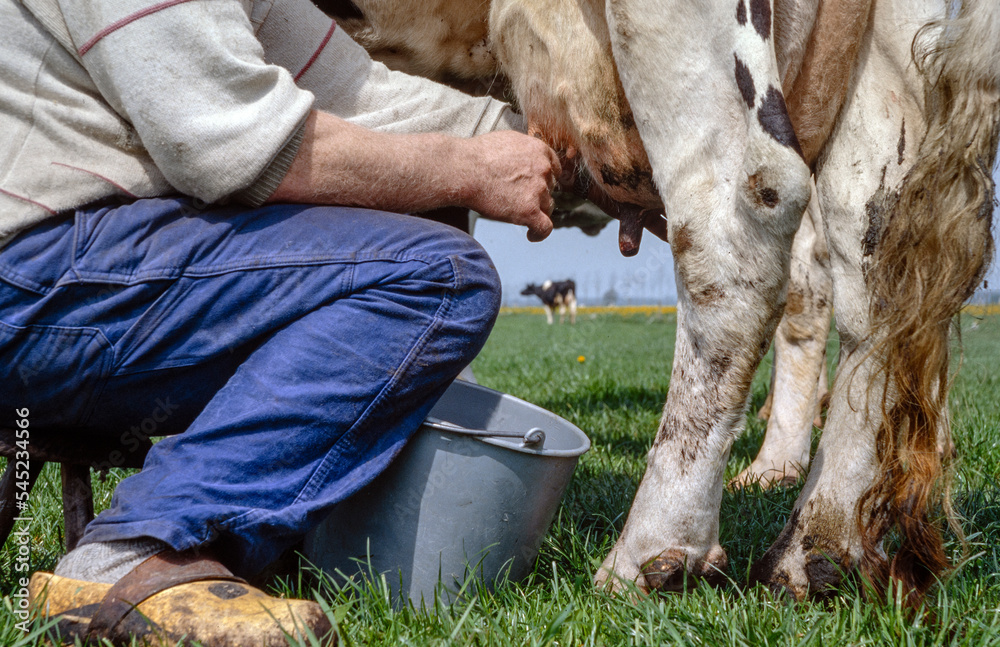 milking cows by hand, ruinerwold, netherlands, farmer, hand milking ...