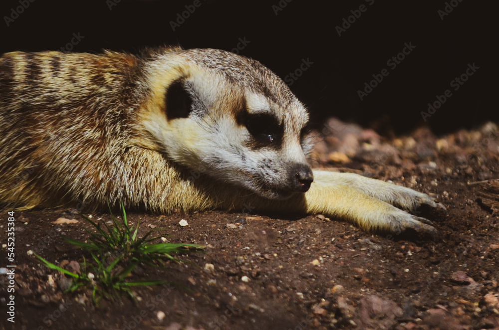 A meerkat on a dark background. Species of mammal of a mongoose family ...