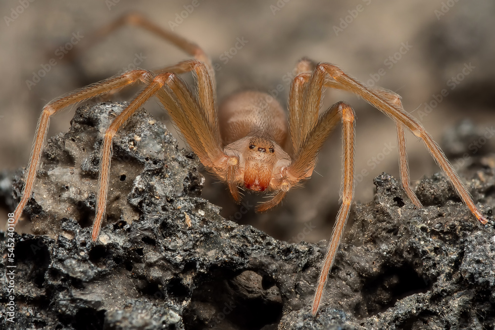 Poster Mediterranean recluse spider, violin spider (Loxosceles ...