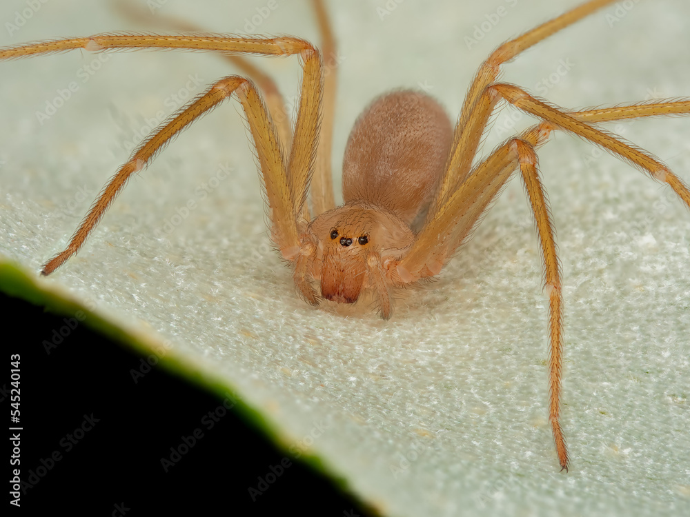 Mediterranean recluse spider, violin spider (Loxosceles rufescens ...