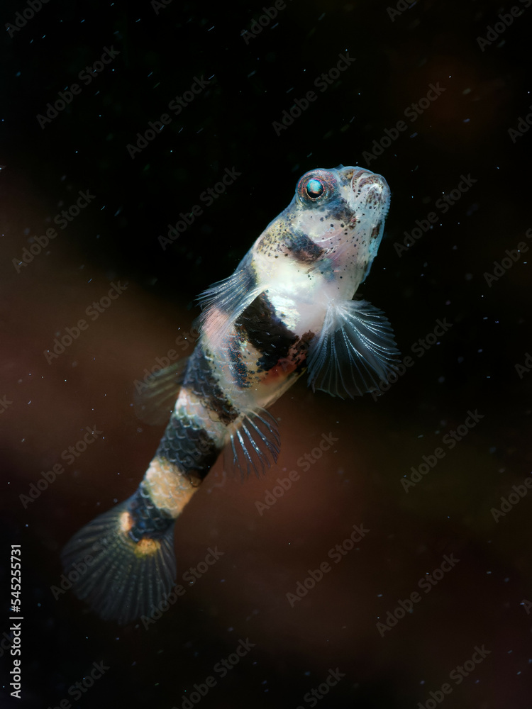 Freshwater micro bumblebee goby (Brachygobius sp.) skimming aquarium ...