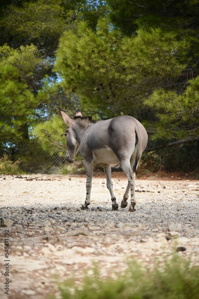 Asno en medio de una esplanada rodeado de árboles Stock Photo | Adobe Stock